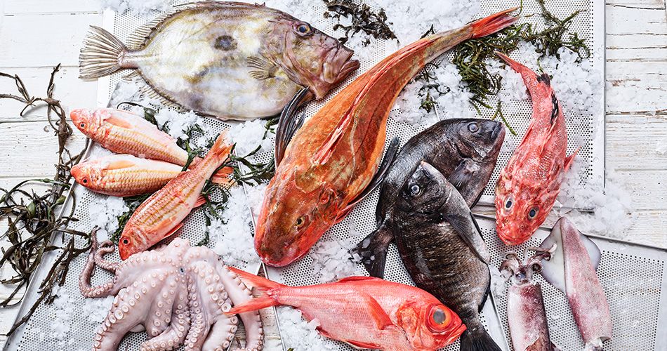 Tintenfische online kaufen